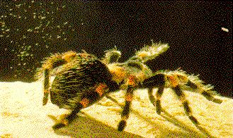 Insectos de México 10: La Tarántula | Español 102